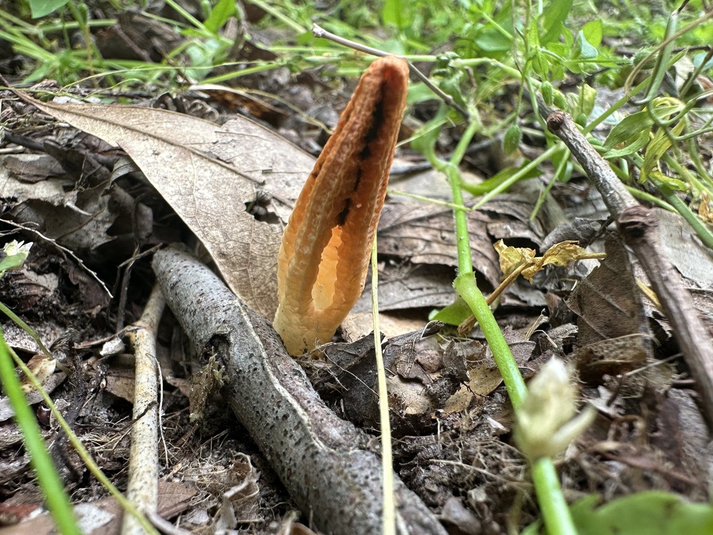 stinky squid from Shelby Farms Park, Memphis, TN, US on May 6, 2023 at ...