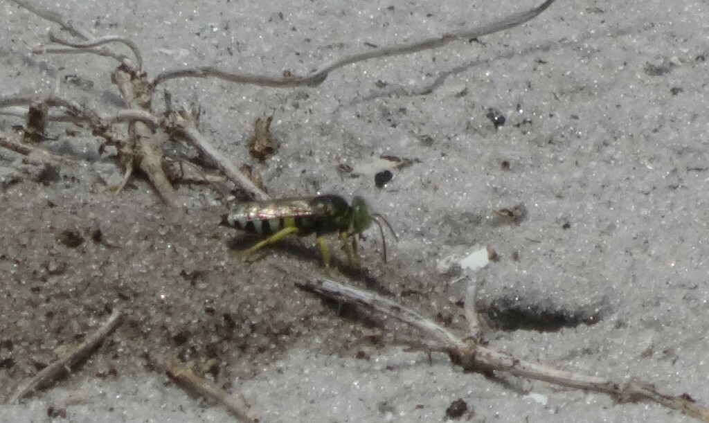 Sand Wasps from Deerfield Beach, FL, USA on May 6, 2023 at 01:12 PM by ...