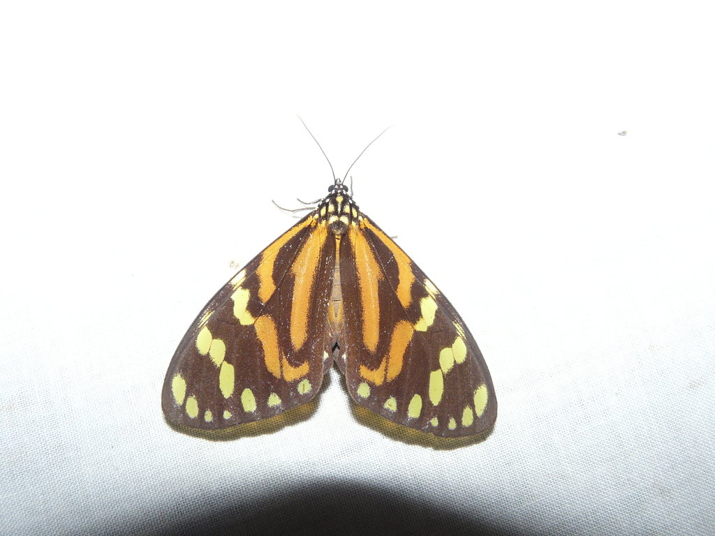 Chetone angulosa from 1 km este de Tuis de Turrialba entrada a mano ...