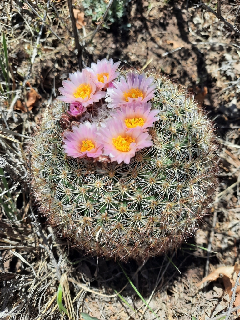 Mountain Ball Cactus from Cedar Crest, NM 87008, USA on May 6, 2023 at ...