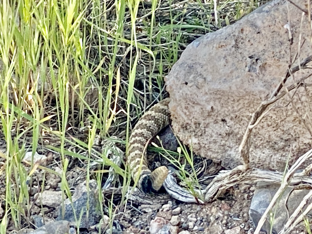Panamint Rattlesnake from Red Rock Canyon National Conservation Area ...