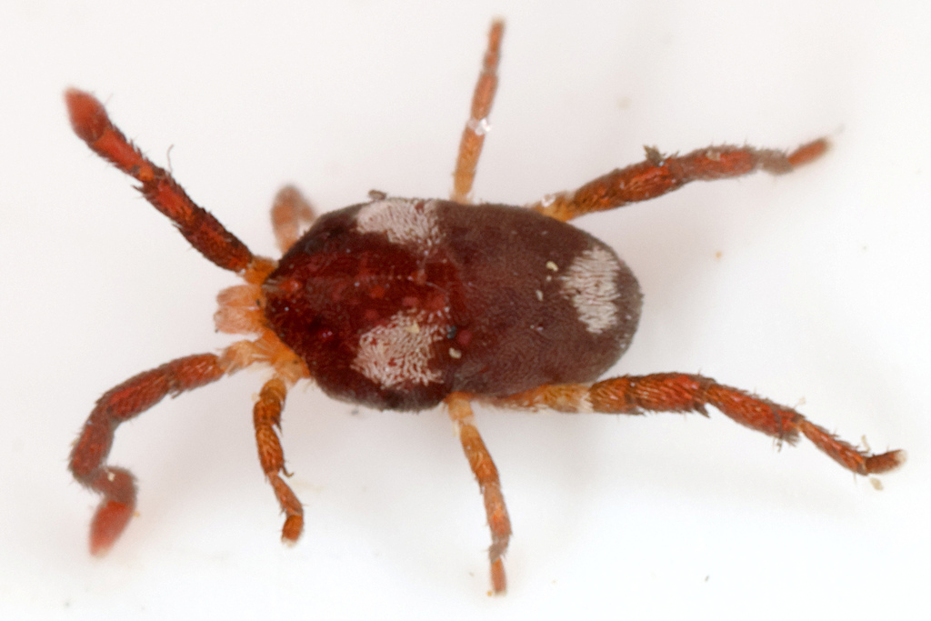 Leptus trimaculatus from Hartberg-Fürstenfeld, Österreich on April 30 ...