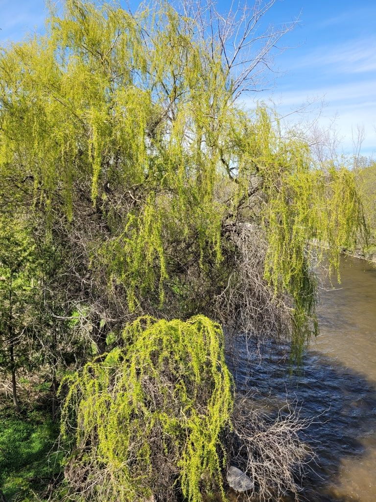 curly willow from Mississauga, ON L5L, Canada on May 6, 2023 at 03:55 ...