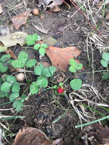 Observations by emmarb · iNaturalist