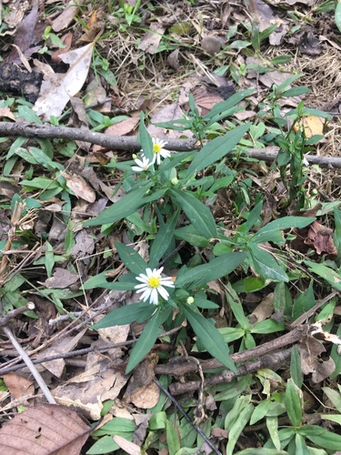 Observations by emmarb · iNaturalist