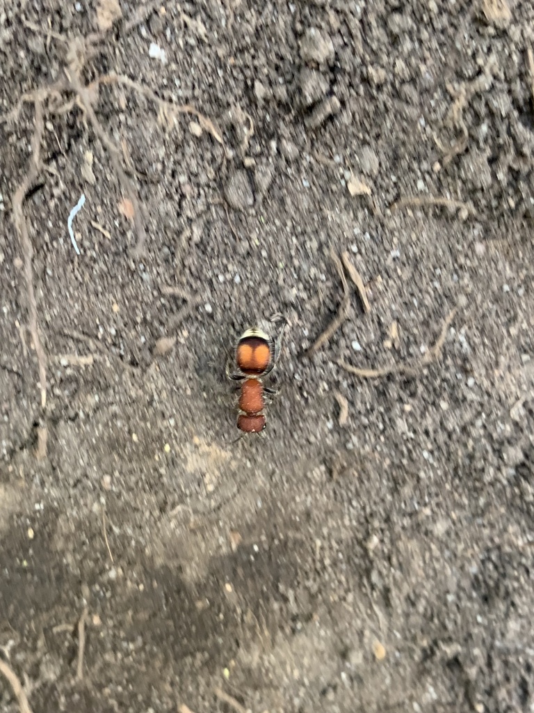 Pseudomethoca simillima from Dismal Swamp Natural Area, South ...