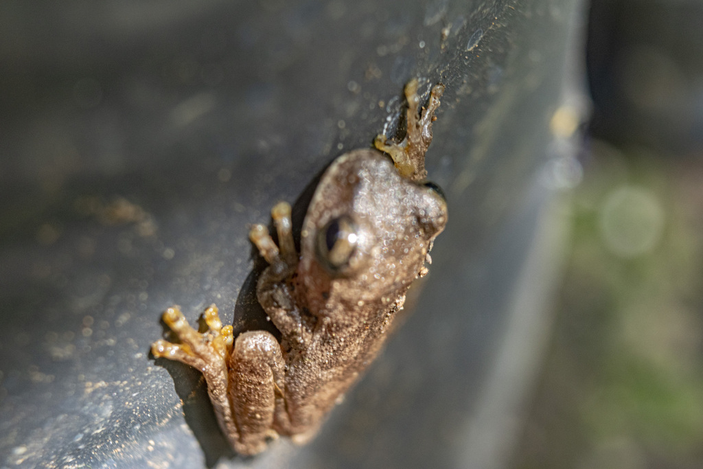 Frogs and Toads from Casa Abuela Jovita on May 6, 2023 at 09:17 AM by ...