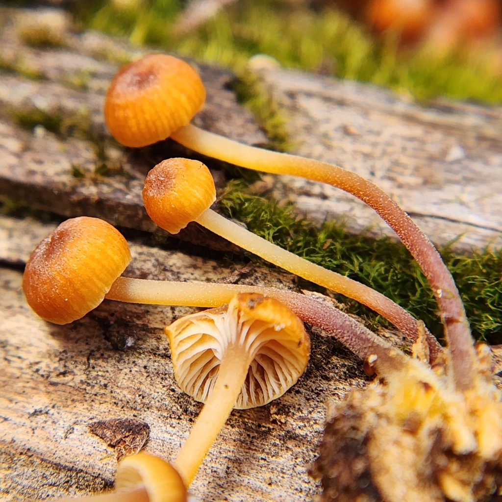 Pinewood Gingertail from Buckner Orchard on April 30, 2023 at 01:33 PM ...