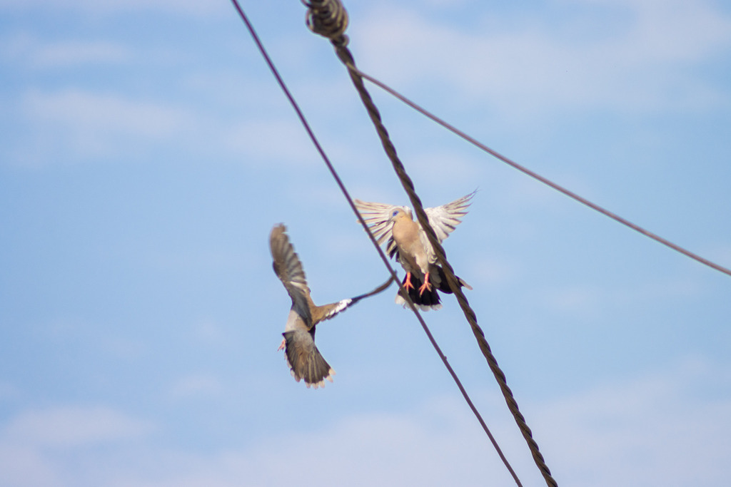 Paloma peruana desde Conache, Laredo 13100, Perú el 01 de mayo de 2023 ...
