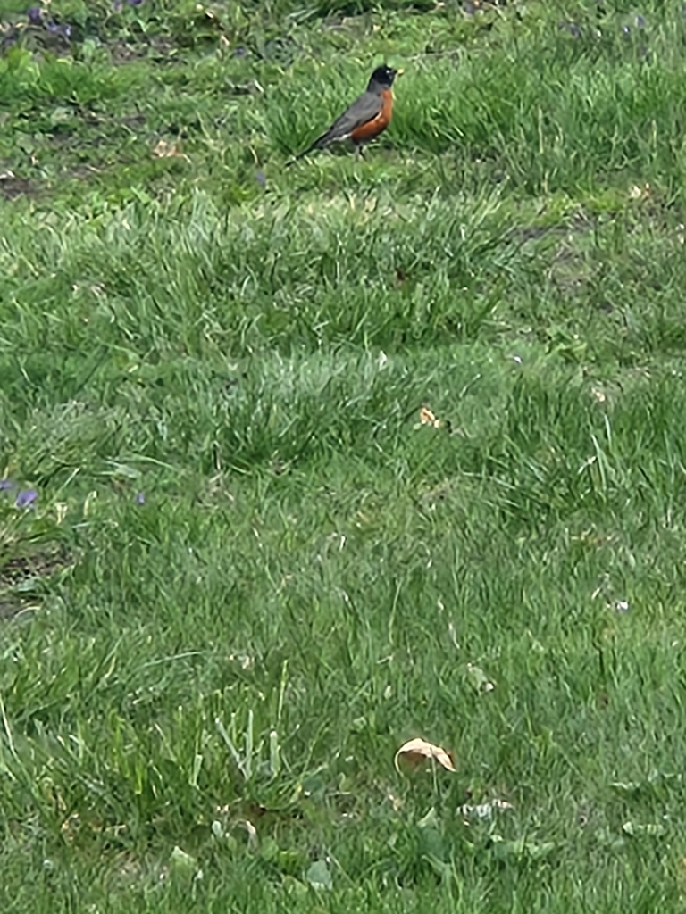 American Robin from Fitzgerald, Warren, MI 48091, USA on May 6, 2023 at ...