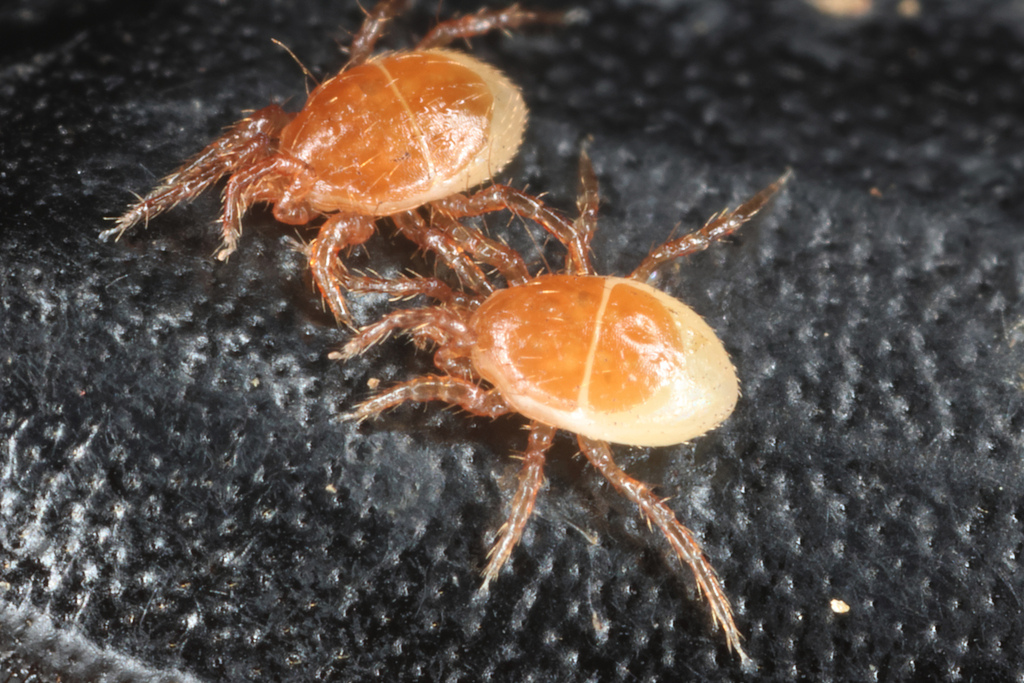 Poecilochirus carabi from Hartberg-Fürstenfeld, Österreich on April 29 ...