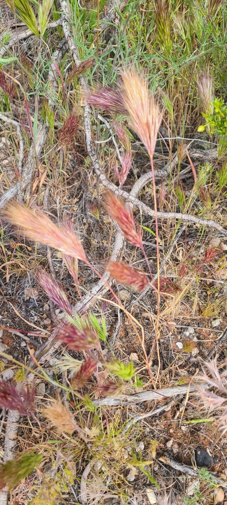Red Brome from Ivins, UT, USA on May 6, 2023 at 03:16 PM by Alison ...