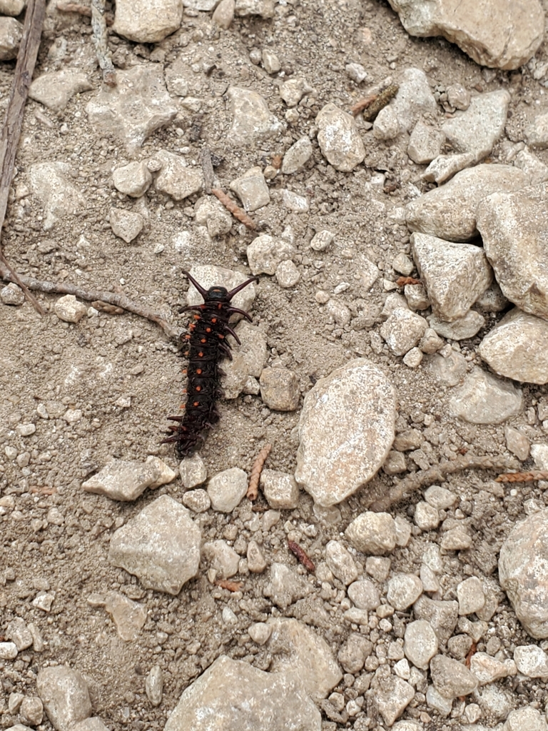 Pipevine Swallowtail from San Antonio, TX 78257, USA on May 06, 2023 at ...