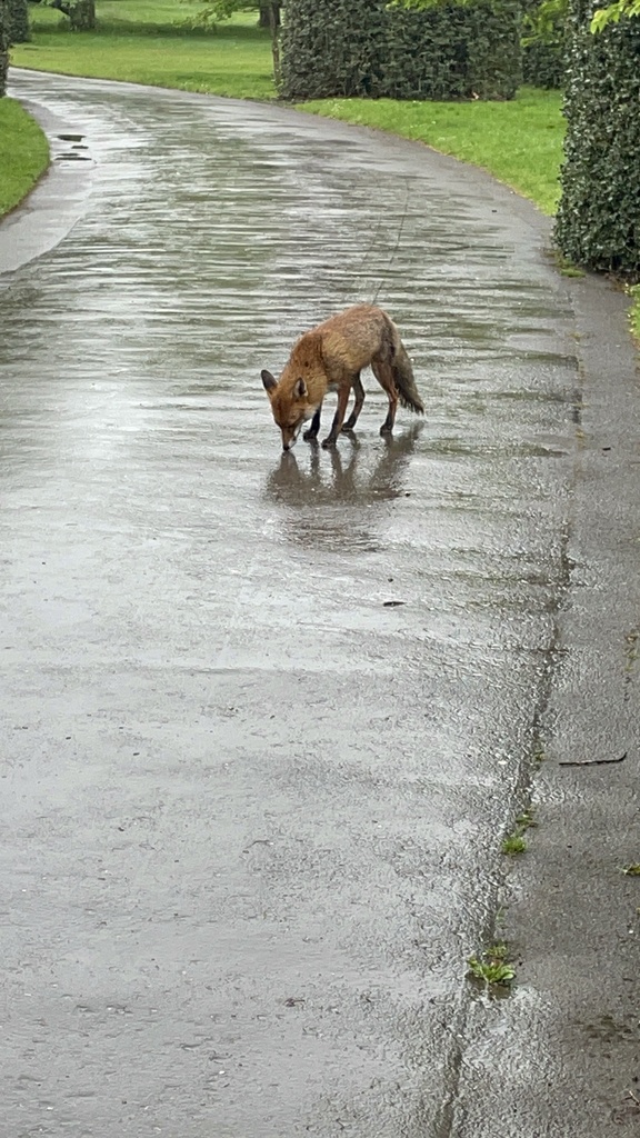 Red Fox from Kew Gardens, London, England, GB on May 06, 2023 at 04:54 ...