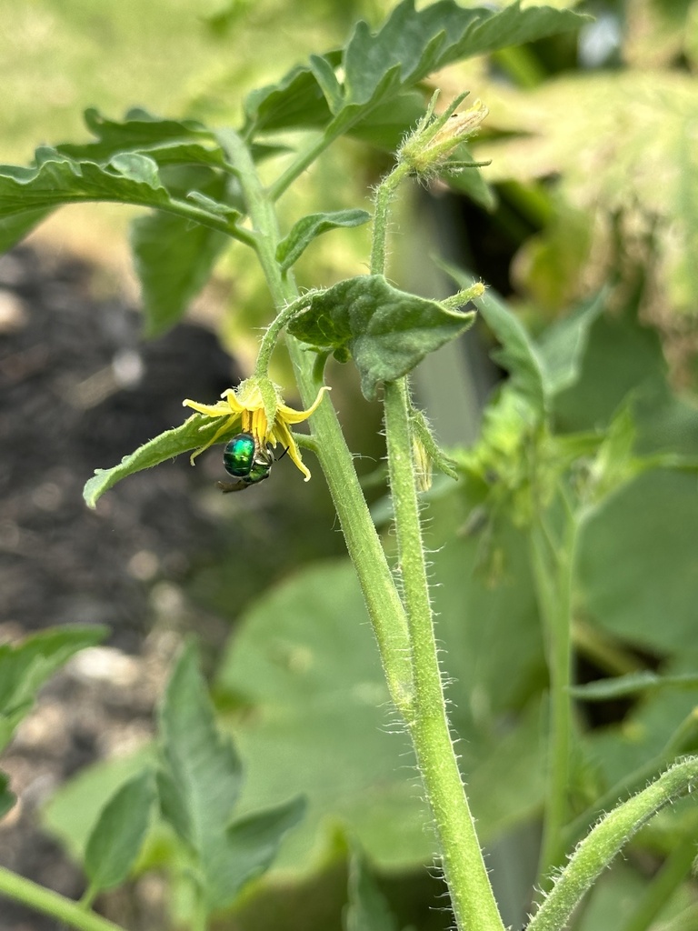 Augochloropsis metallica from Scenic Crest Blvd, Boerne, TX, US on May ...