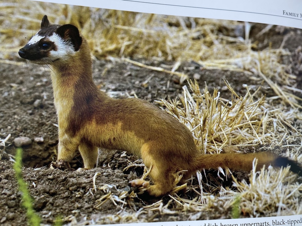 Long-tailed Weasel from Trinity St, Oceanside, CA, US on May 6, 2023 at ...