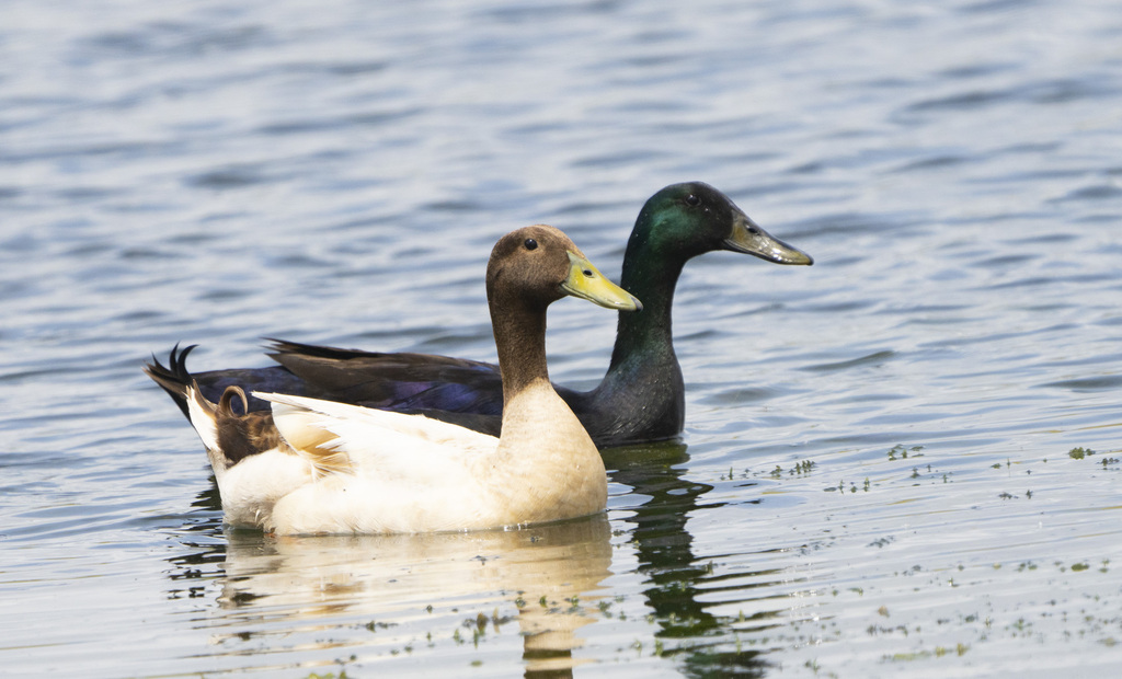 Domestic Mallard from Antioch, CA, USA on May 06, 2023 at 11:30 AM by ...