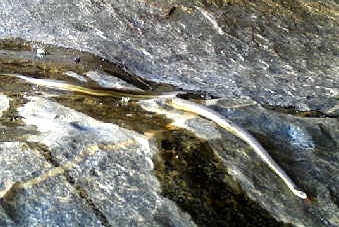 Striped Racer from San Diego County, CA, USA on April 29, 2023 at 06:18 ...