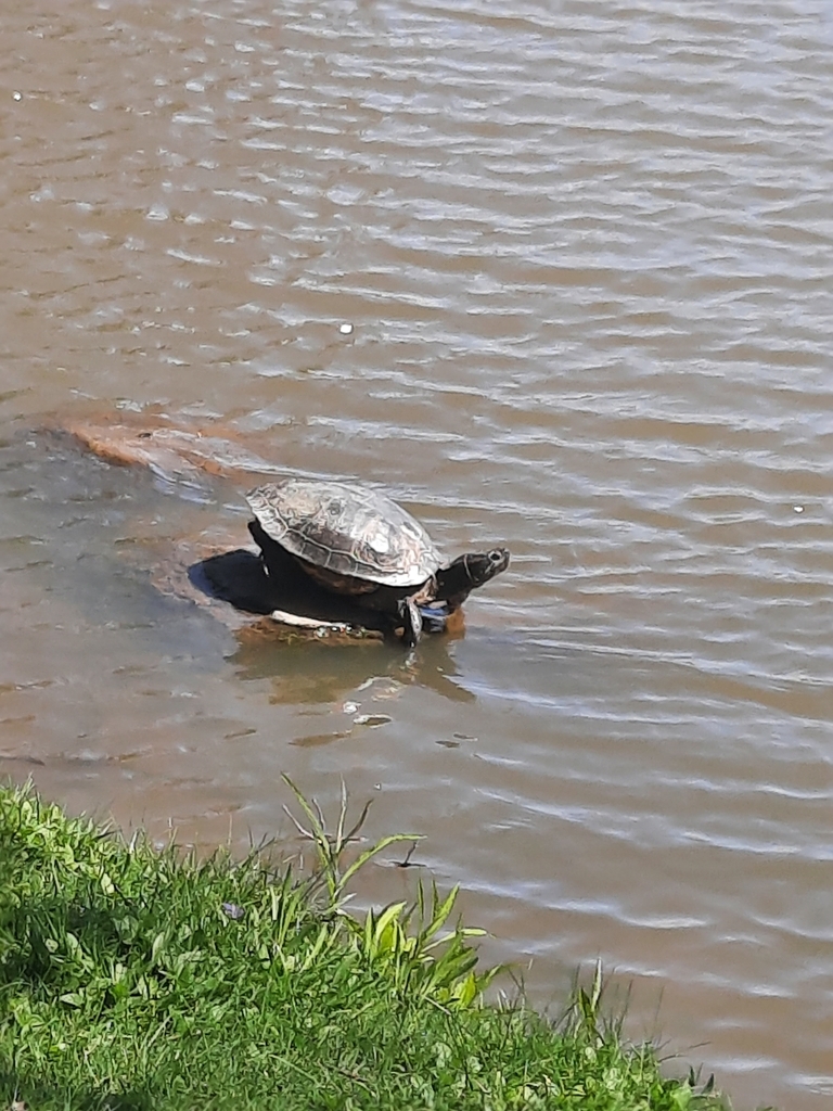Pond Slider from Erie on May 5, 2023 at 02:14 PM by Alex Burkhart ...
