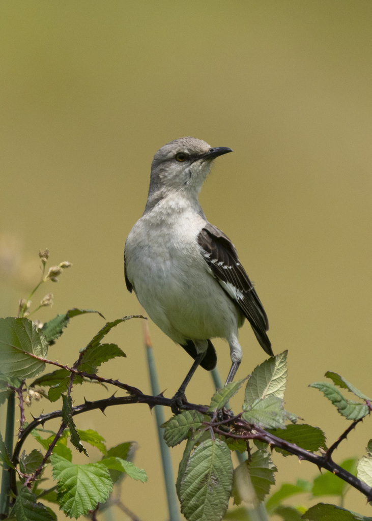 Northern Mockingbird from Antioch, CA, USA on May 6, 2023 at 12:25 PM ...