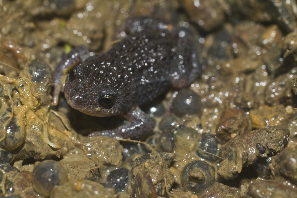 Southern Toadlet in May 2016 by Jono Dashper. A male Southern Broodfrog ...