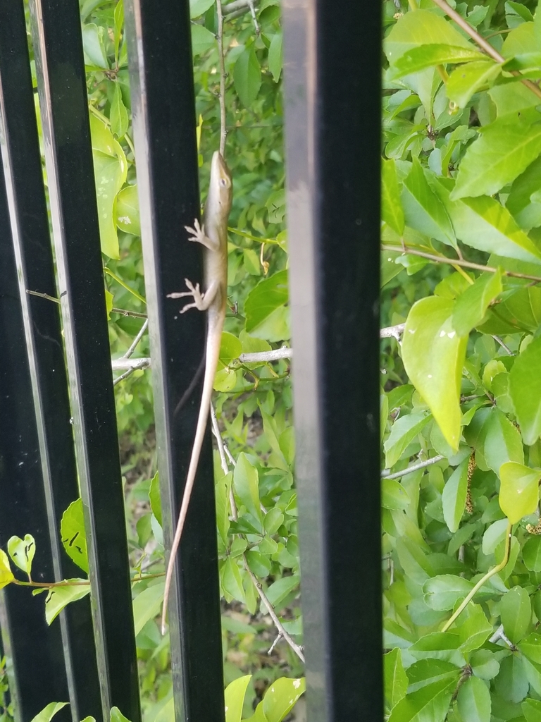 Green Anole from Dallas County, US-TX, US on May 6, 2023 at 10:39 AM by ...