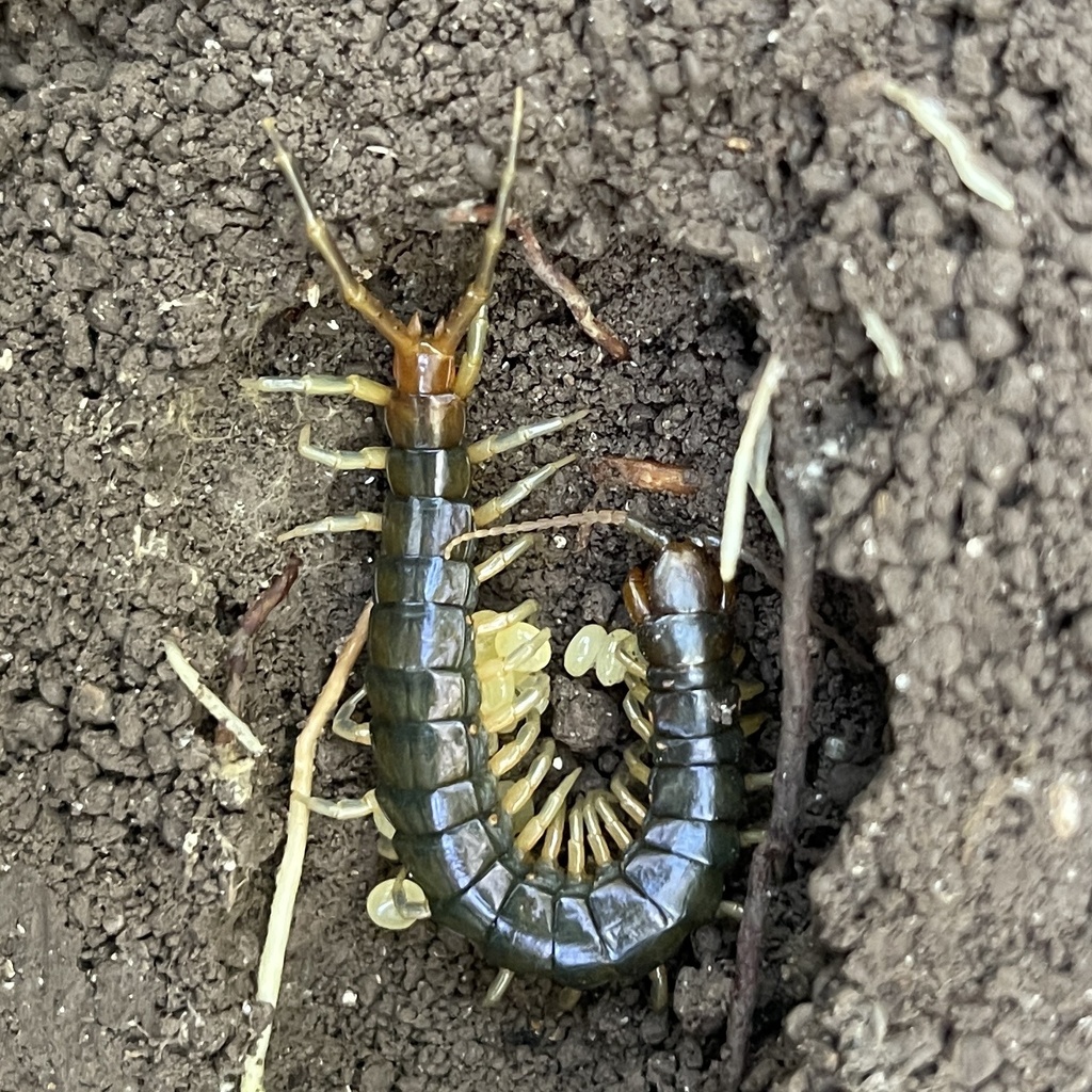 Minor Blueleg Centipede from Bill Sadowski Park, Palmetto Bay, FL, US ...