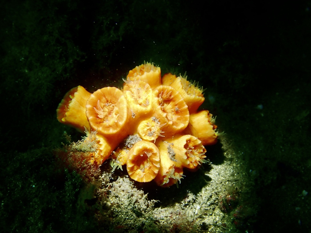 Dendrophylliidae from Kurnell NSW, Australia on April 28, 2023 at 10:08 ...