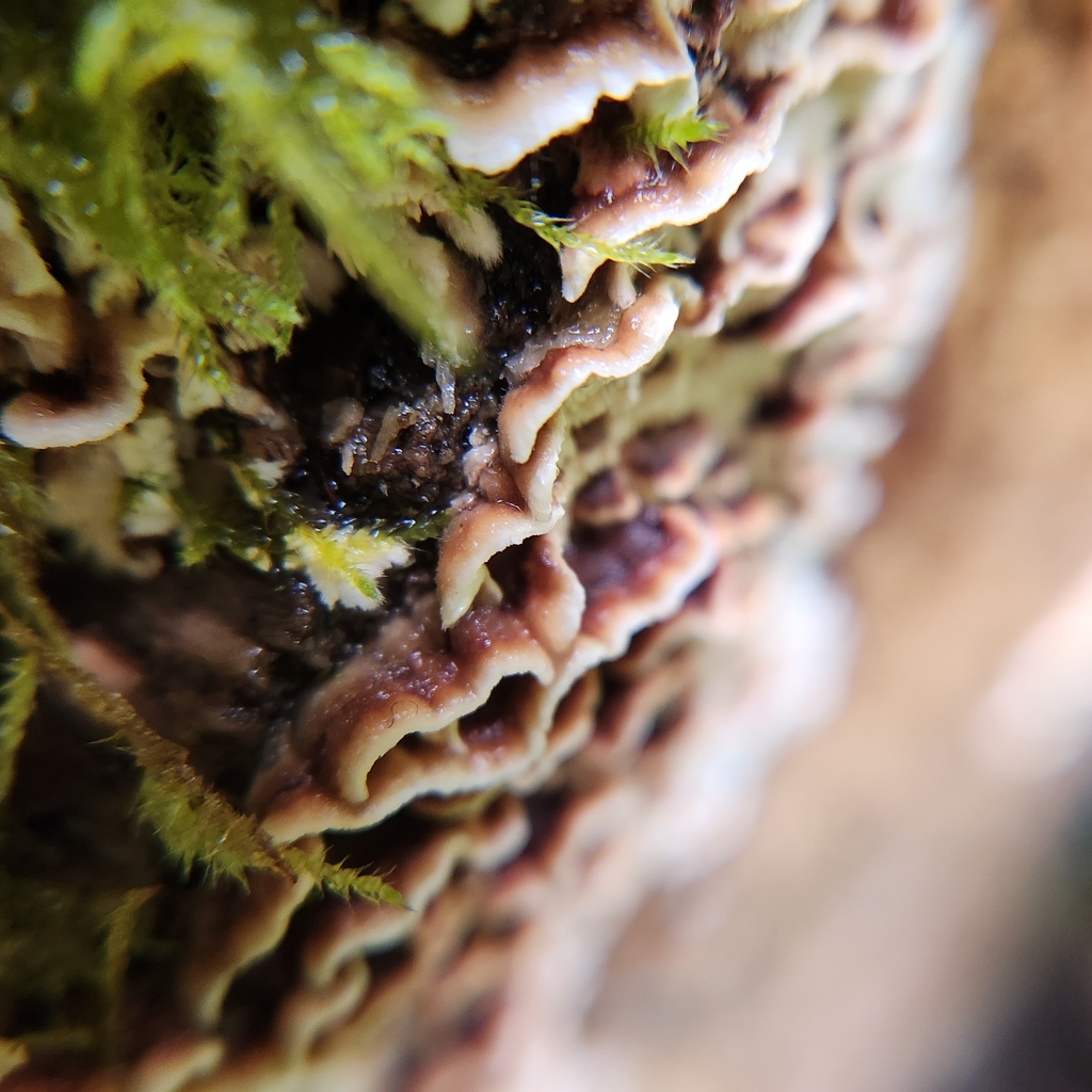 Trembling Crust from Langley, WA 98260, USA on May 6, 2023 at 10:45 AM ...