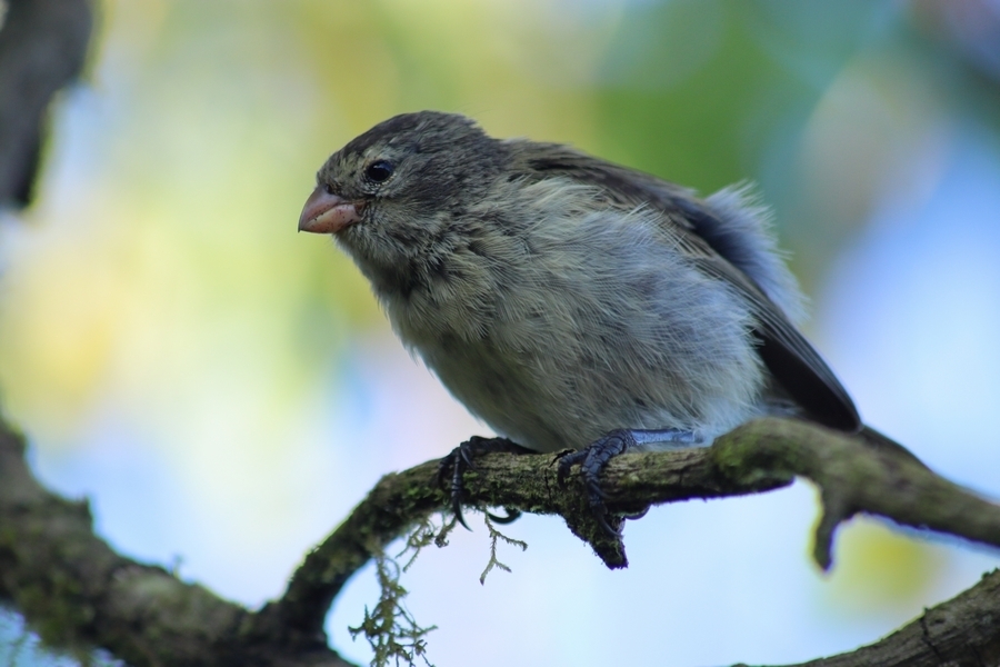 Small Tree-Finch from Santa Cruz, Équateur on May 4, 2023 at 08:12 AM ...