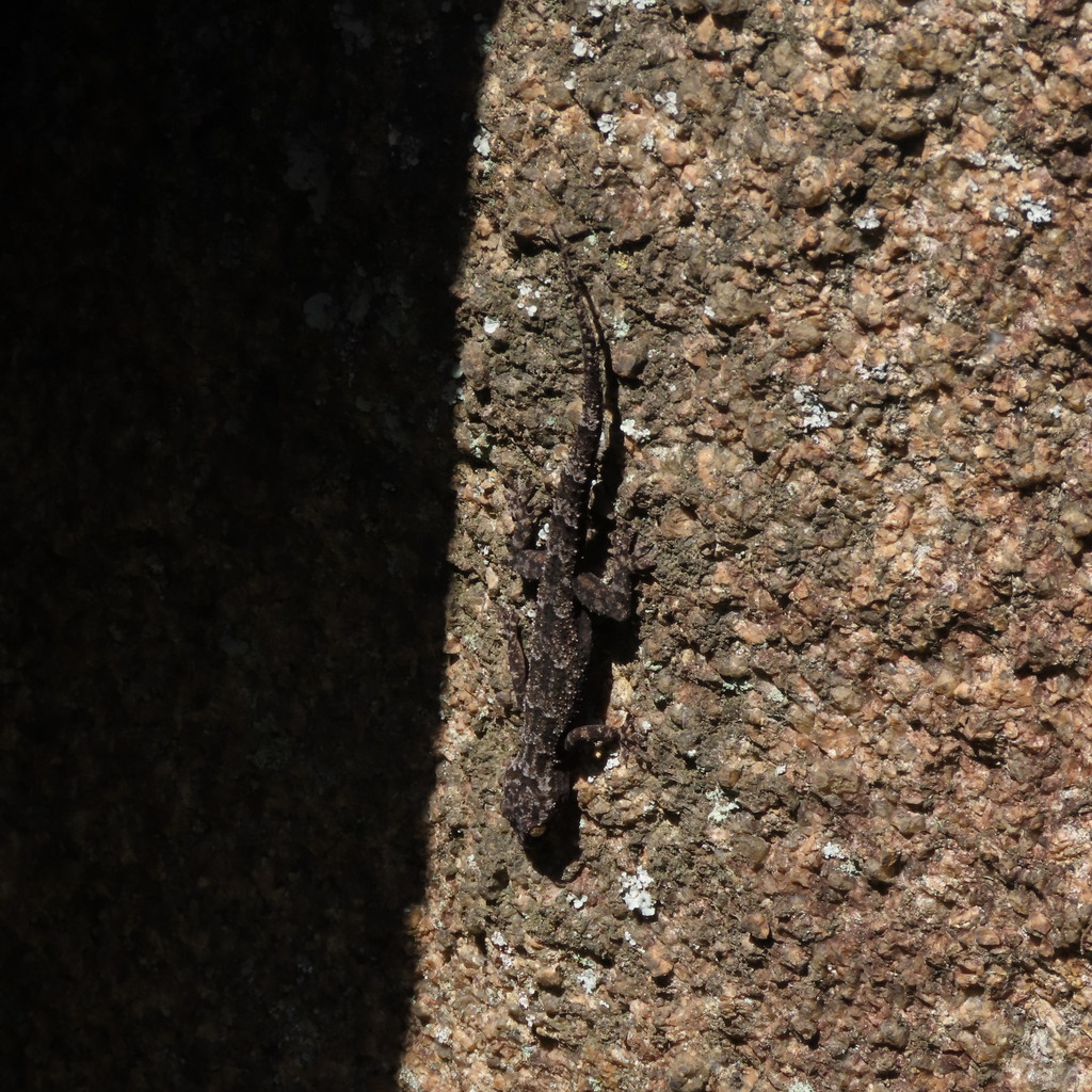 Tropical House Gecko from Valinhos - State of São Paulo, Brazil on ...