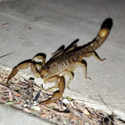 Hadruroides leopardus · iNaturalist