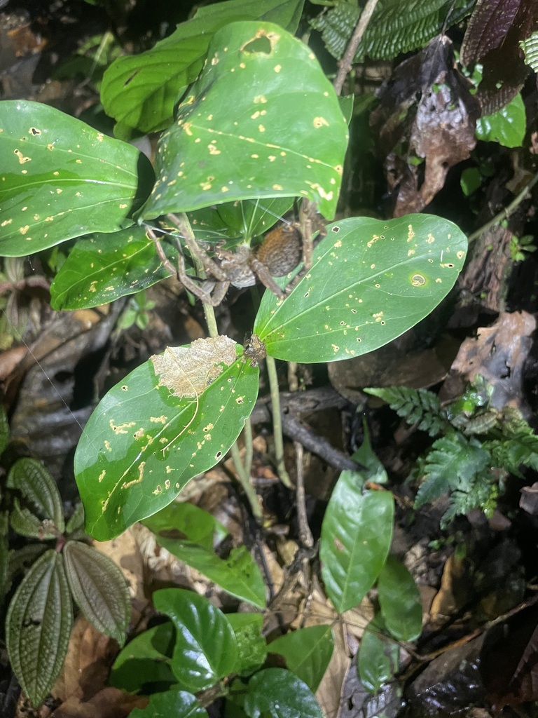 Armed Spiders from Sani Lodge, Shushufindi, Ecuador on April 14, 2023 ...