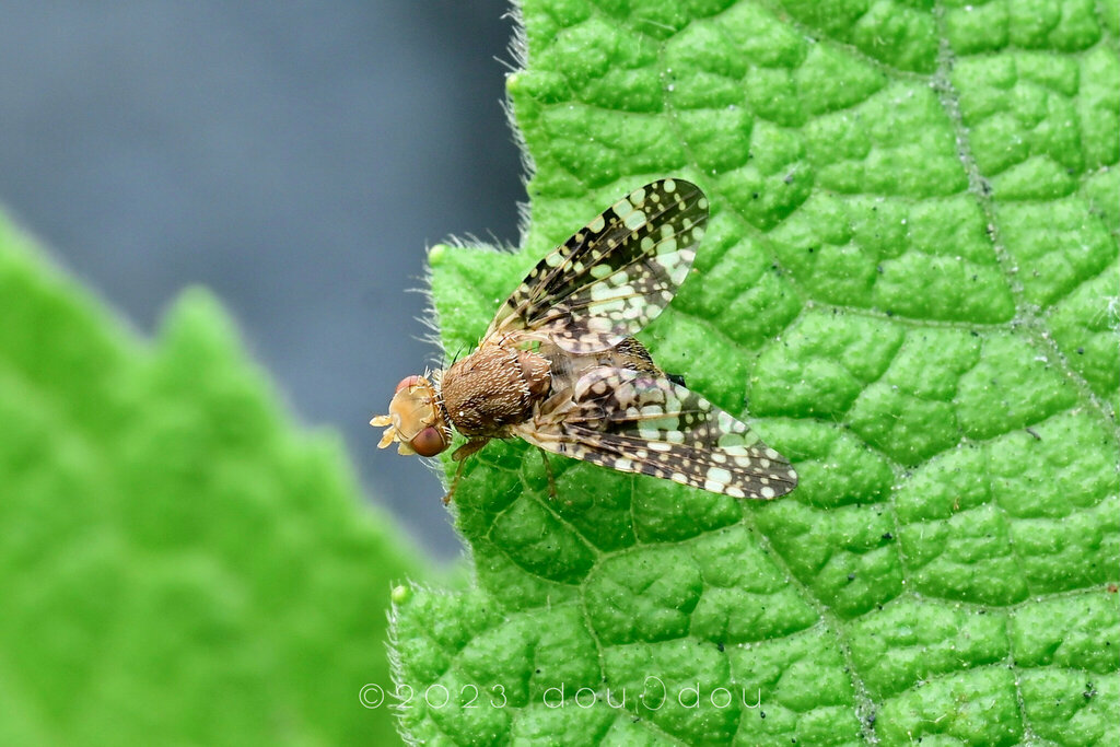 Oxyna from 中国湖北省神农架林区 on April 29, 2023 at 05:13 PM by 豆豆 · iNaturalist