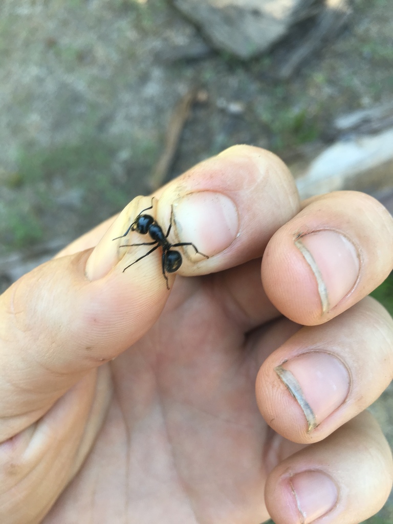 Hairy Smooth Carpenter Ant from Eldorado National Forest, Pollock Pines ...