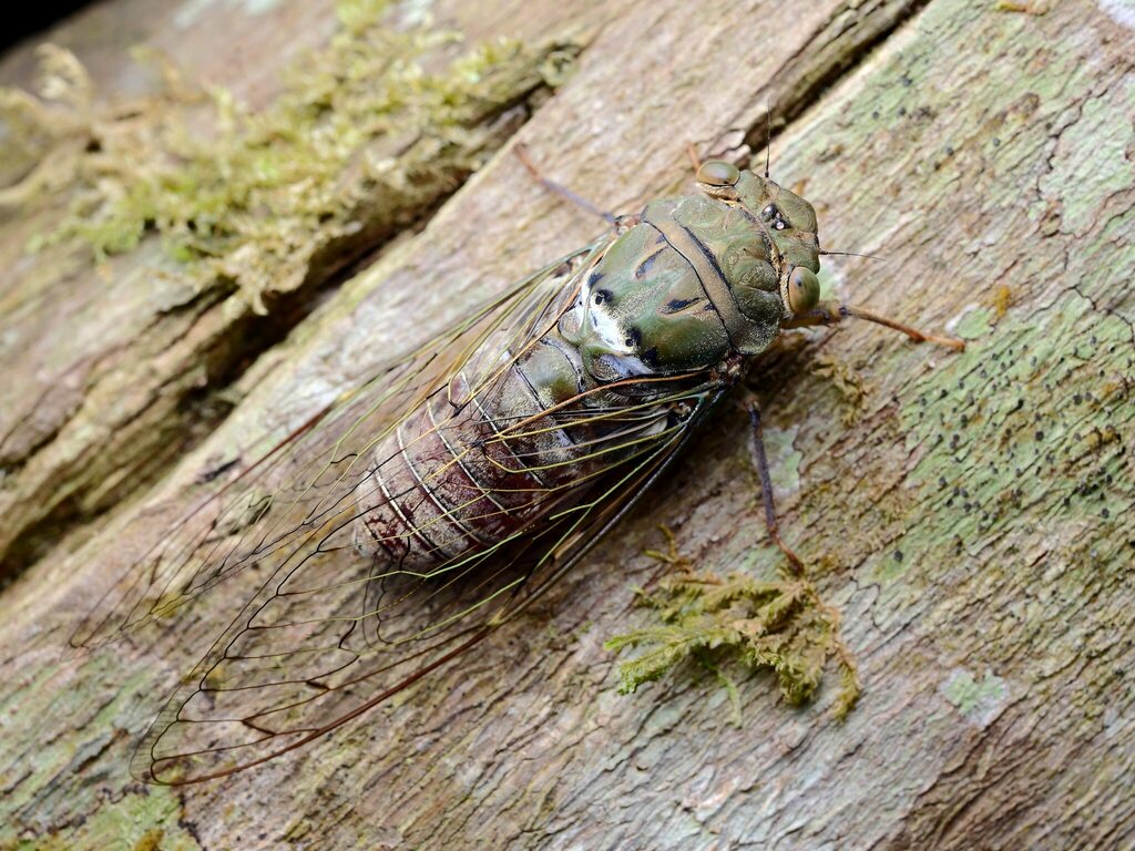 Platylomia bocki from 中国云南省西双版纳傣族自治州勐腊县 on May 6, 2023 at 10:10 PM by ...