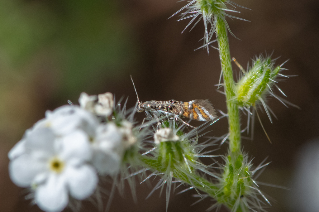 Orange-banded jewel-studded sun moth from Los Angeles, CA, USA on May ...