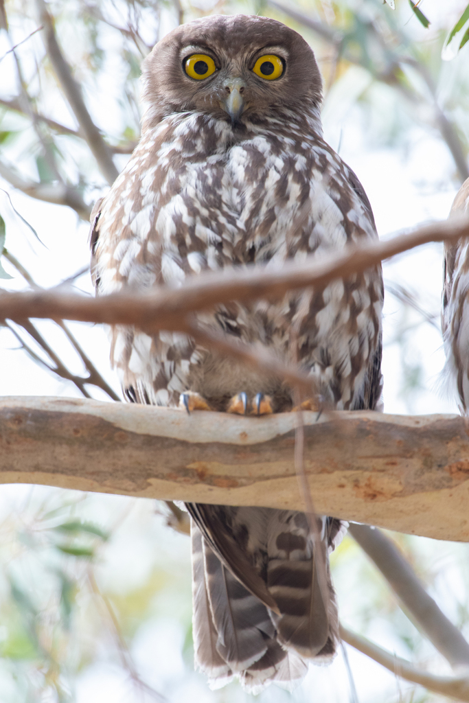 Barking Owl in November 2017 by Jono Dashper · iNaturalist