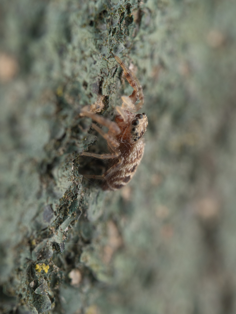 White-cheeked Jumping Spiders from Menomonee Falls, WI 53051, USA on ...