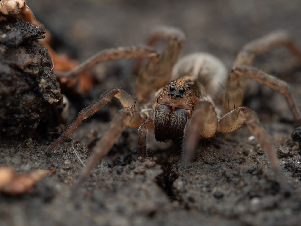 Rustic Wolf Spider from Wauwatosa, WI, USA on April 20, 2023 at 07:33 ...