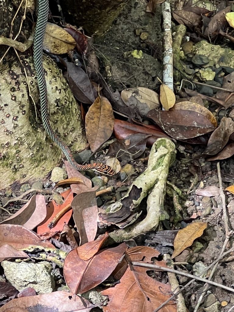 Paradise Flying Snake from Kilim Karst Geoforest Park, Langkawi, Kedah ...