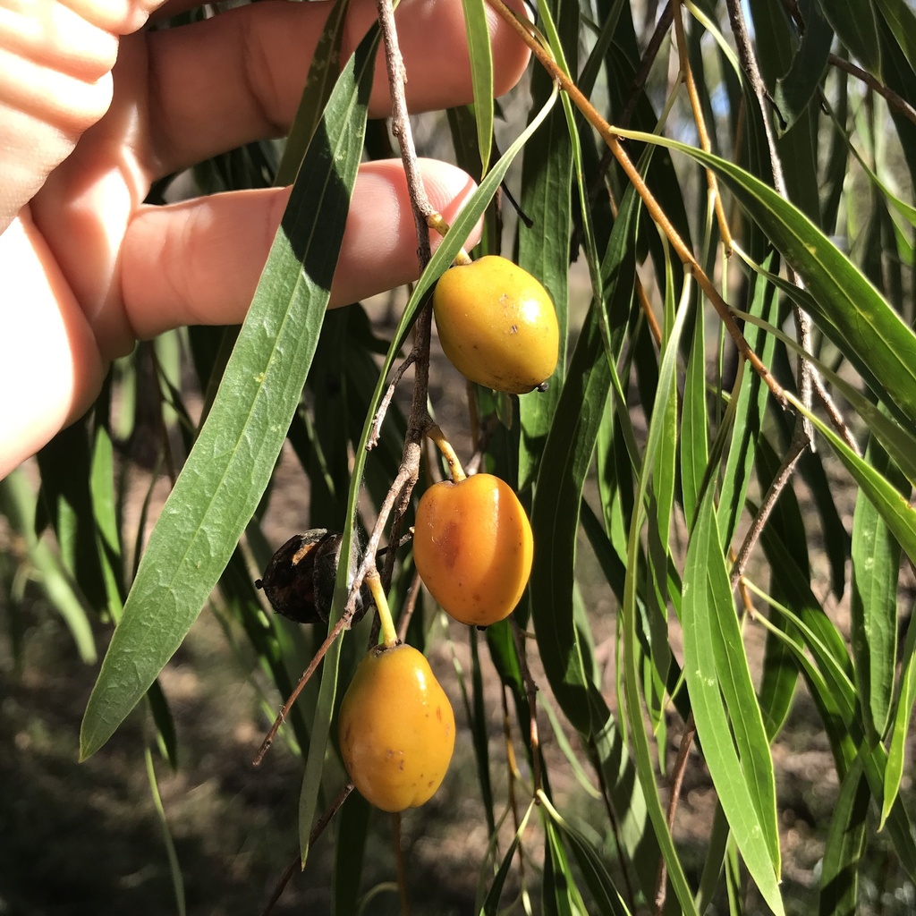 Native apricot from Karara, QLD, AU on April 23, 2023 at 10:13 AM by ...
