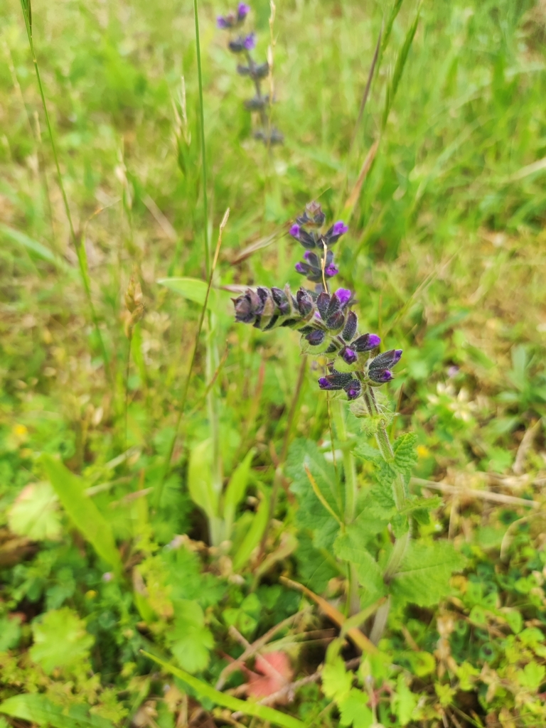 wild clary from 50770 Pirou, France on May 07, 2023 at 09:45 AM by Luc ...