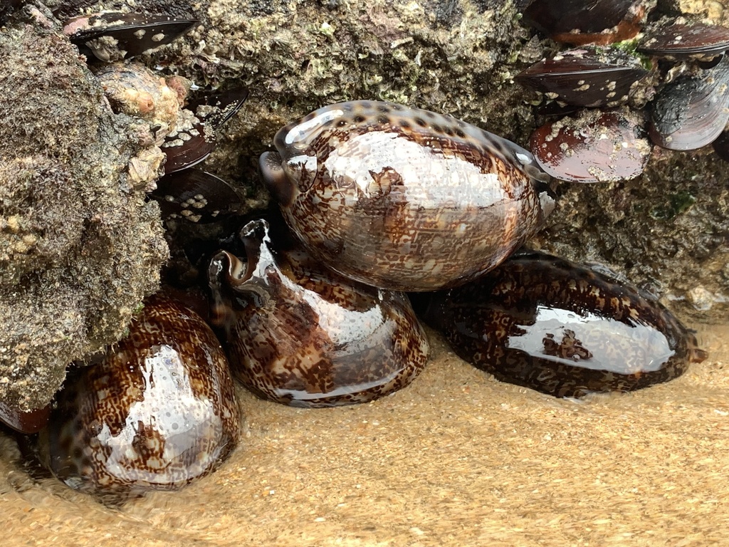 African Arabic Cowry from Umhlanga Promenade, Umhlanga, KZN, ZA on May ...