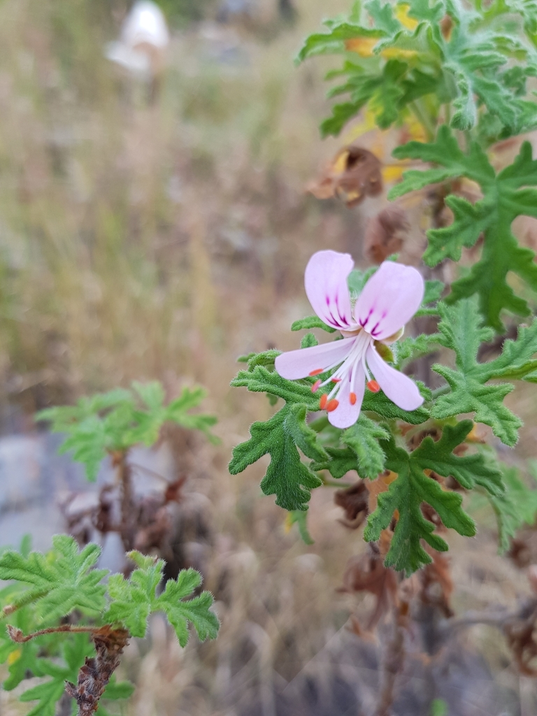 Rose-scented Geranium from Cacadu, ZA-EC, ZA on May 07, 2023 at 10:06 ...