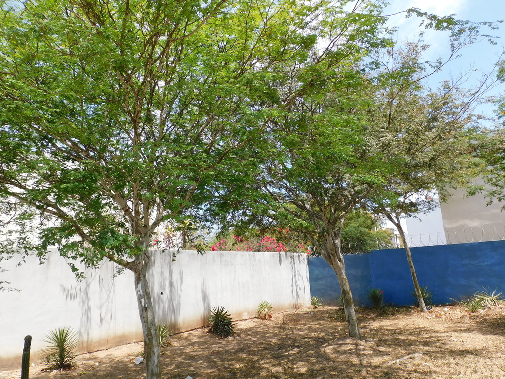 Libidibia sclerocarpa from Culiacán, MX-SI, MX on May 1, 2023 at 11:32 ...