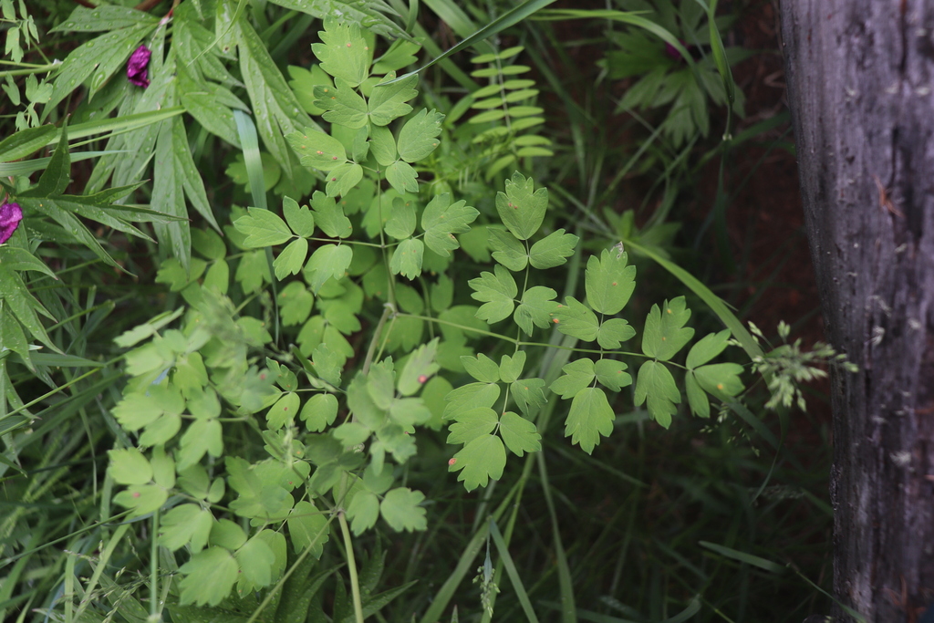 Lesser Meadow-rue from Малчин, Монгол Улс on June 29, 2021 at 11:01 AM ...