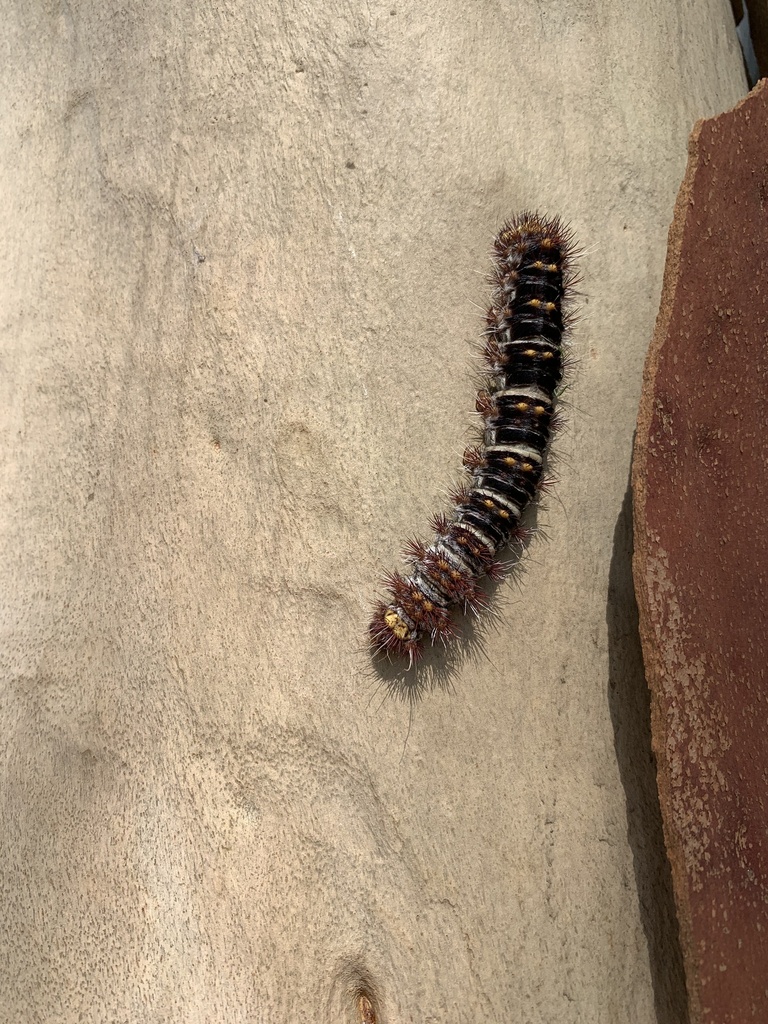Batwing Moth from Punchbowl Rd, Flinders, VIC, AU on February 23, 2020 ...