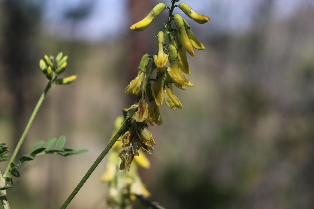 Astragalus mongholicus from Малчин, Монгол Улс on July 8, 2021 at 11:49 ...