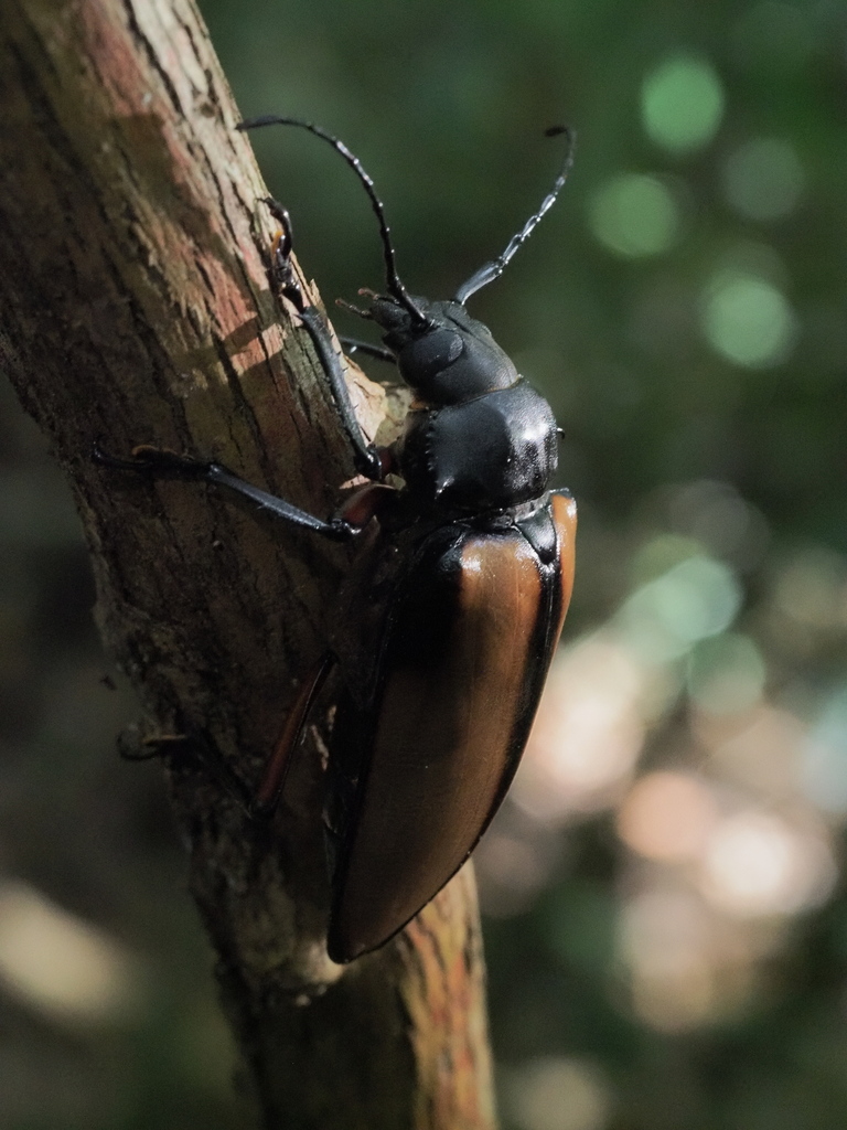 Rhaphipodus suturalis from 馬來西亞沙巴擔布南縣 on April 29, 2023 at 11:34 AM by ...